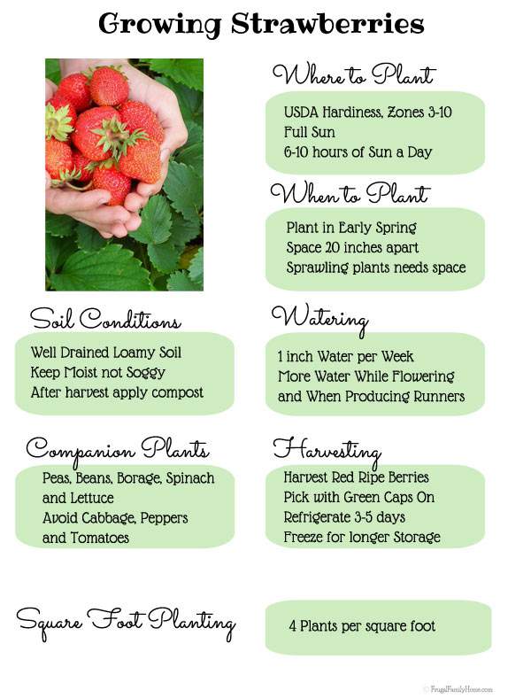 Gardening Guide, How to Grow Sweet Strawberries