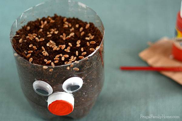DIY Chia Pet